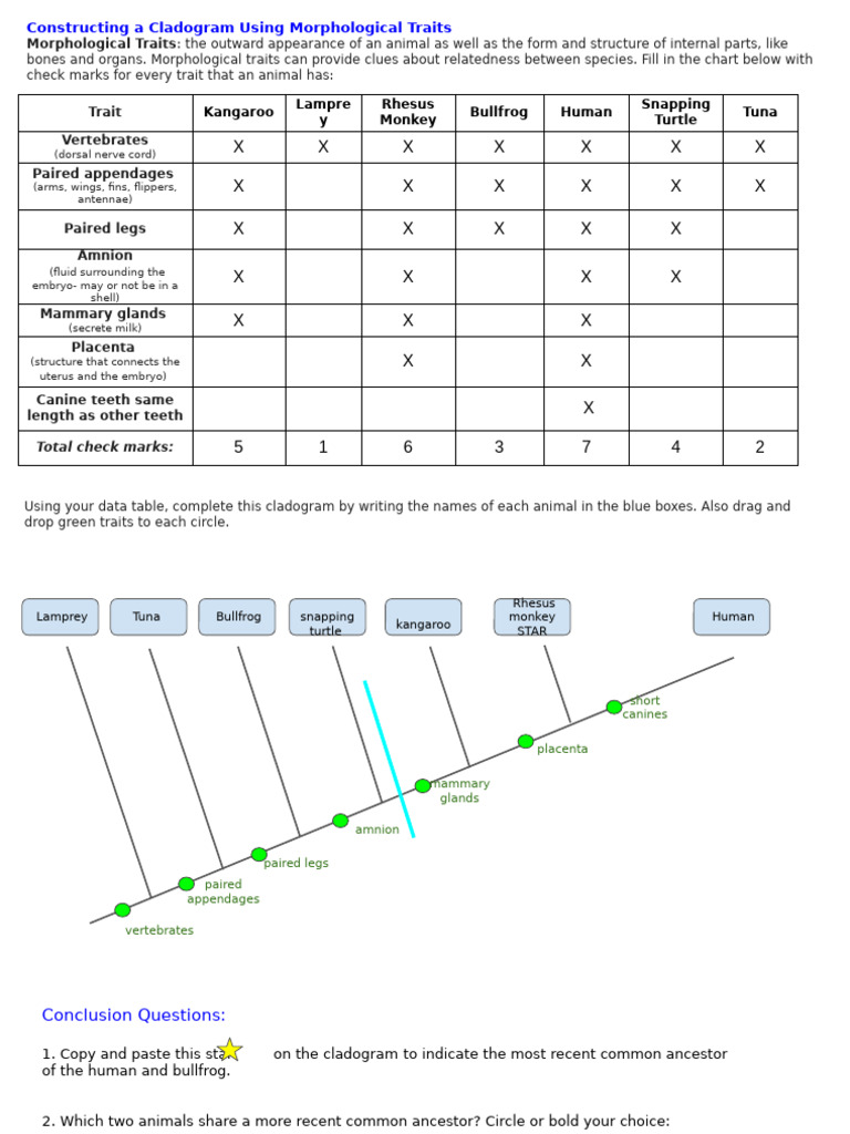 Construct A Cladogram Using Morphology | PDF | Vertebrates | Turtle