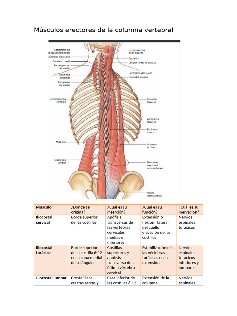 Músculos erectores de la columna vertebral | PDF | La columna vertebral | Vértebra