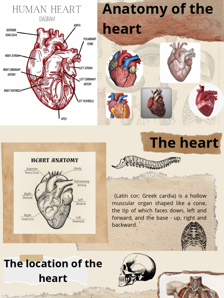 The heart | PDF