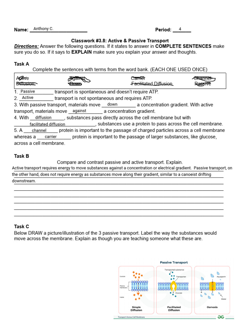 Active vs Passive Transport Worksheet | PDF | Cell Biology | Biotechnology