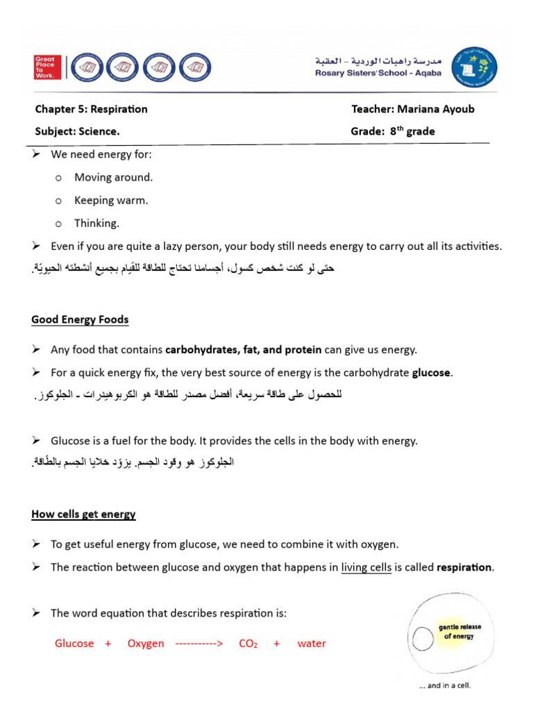 Understanding Respiration in Cells | PDF | Blood | Blood Vessel
