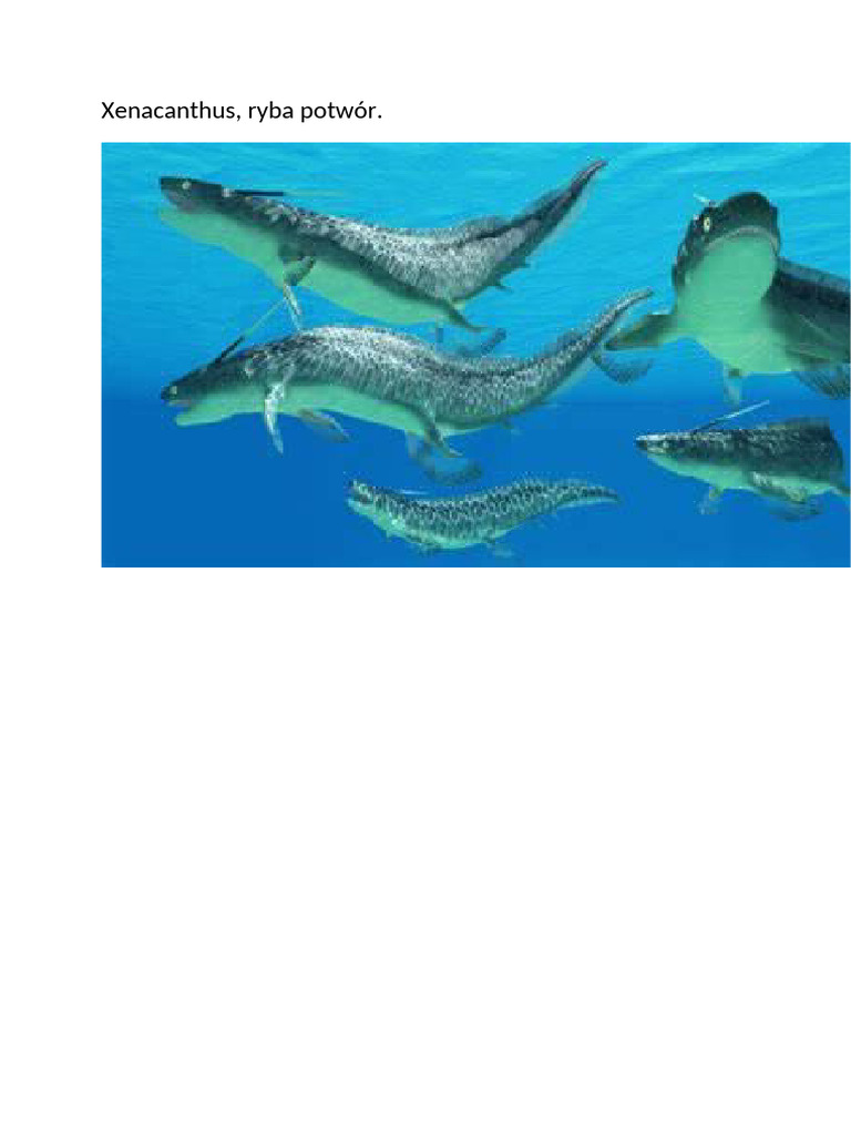 Xenacanthus | PDF