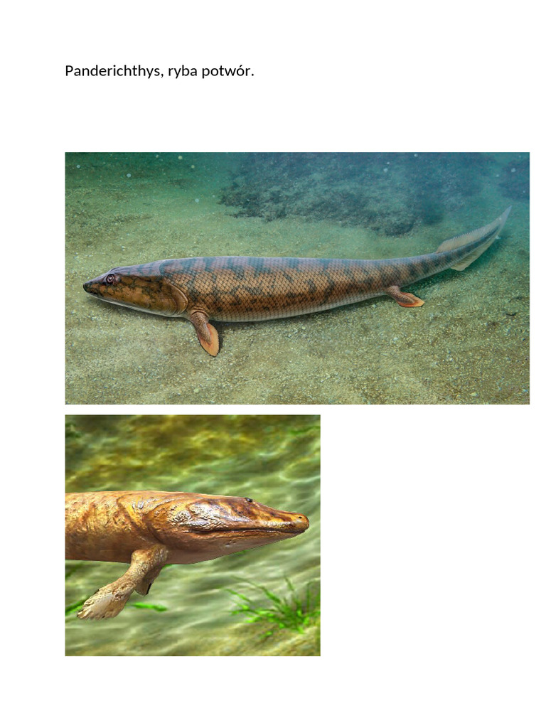 Panderichthys | PDF