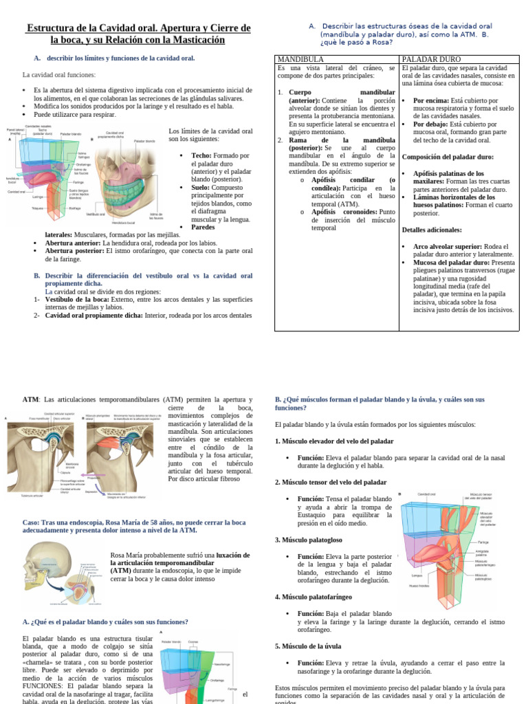 Estructura de La Cavidad Oral | PDF | Boca | Anatomía humana