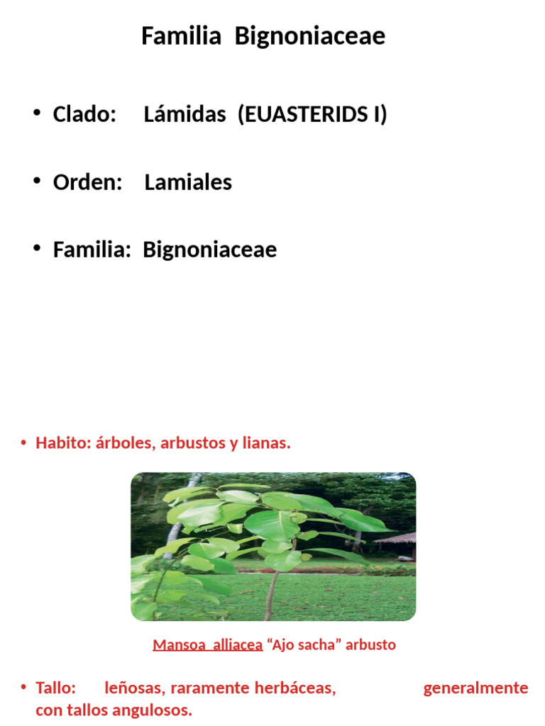 Familia Bignoniaceae Nuevo | PDF | Flores | Plantas