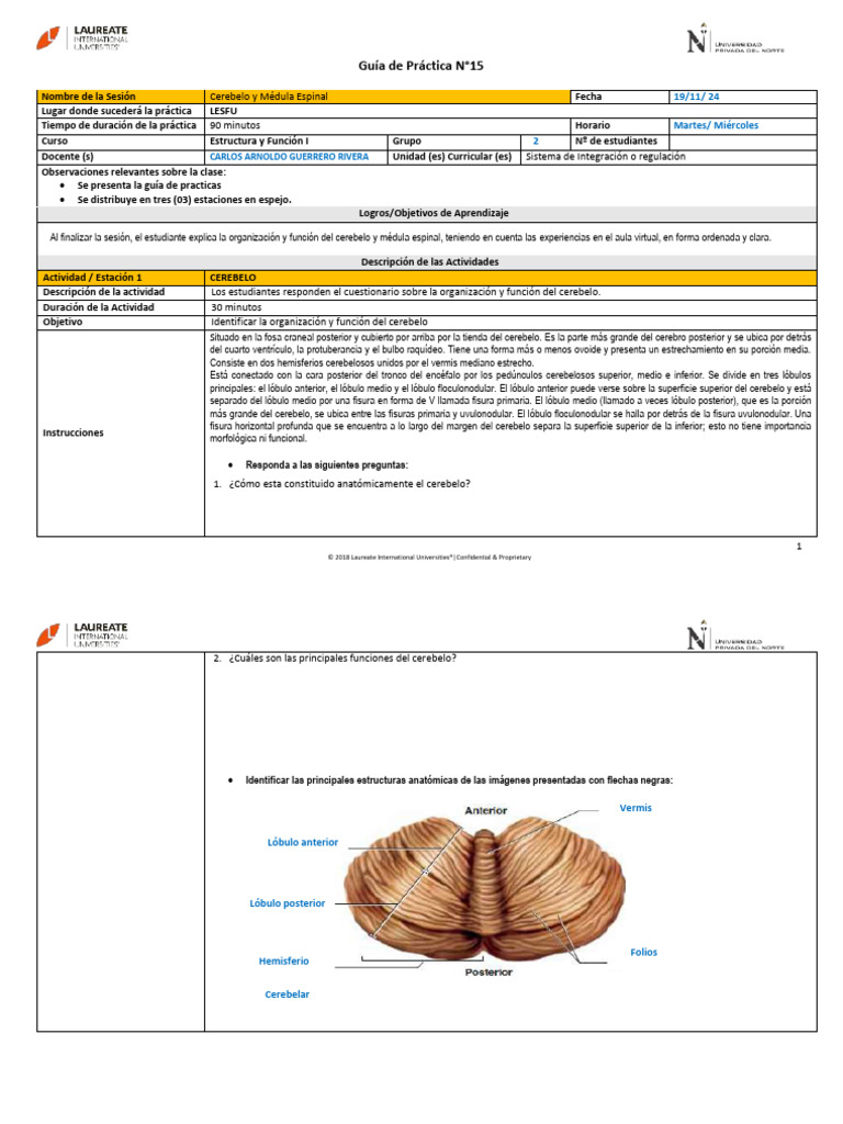 Guía Del Cerebelo y Médula Espinal 2 | PDF | Cerebelo | Nervio