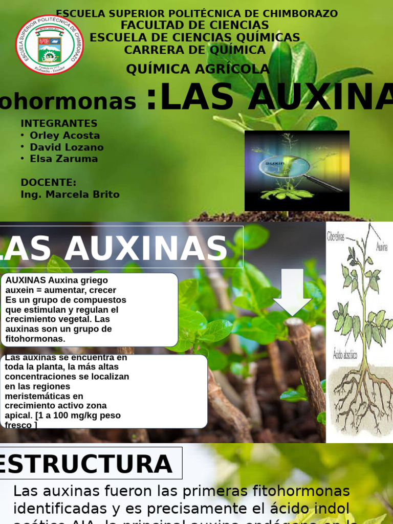 Funciones y usos de la auxina | PDF | Auxina | Hormona Vegetal