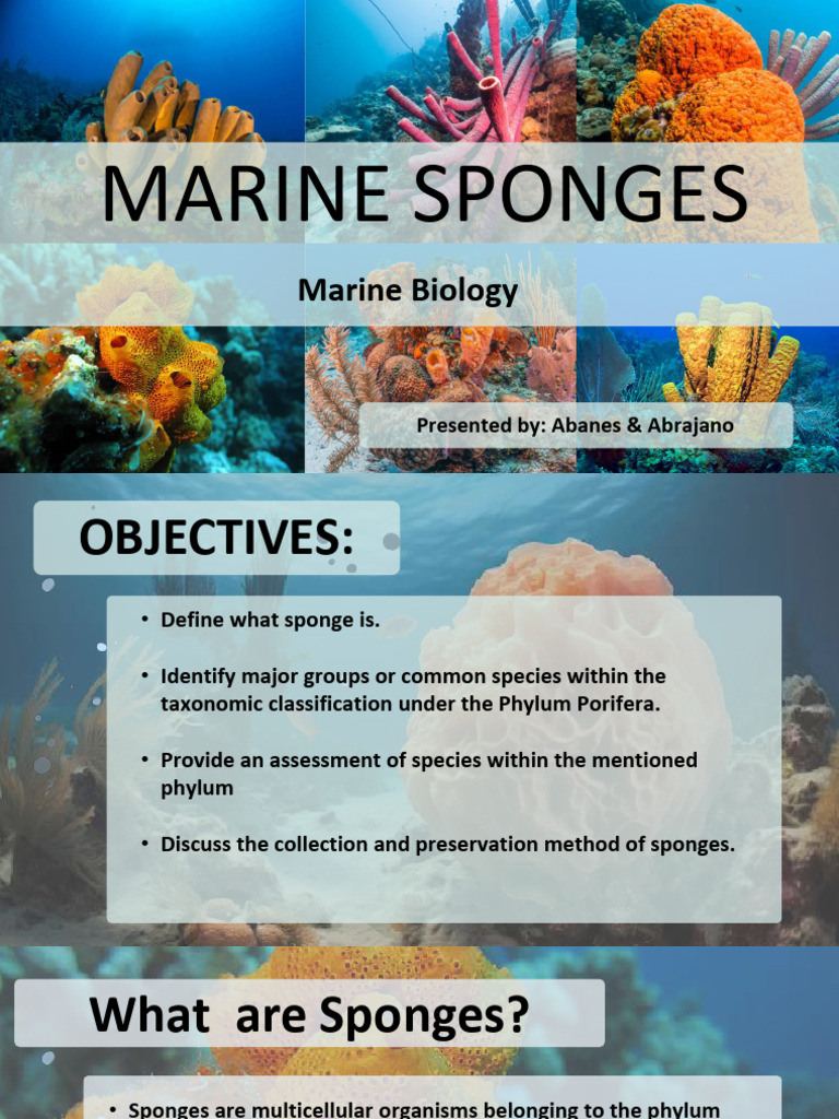 Marine Sponges | PDF | Sponge | Oceanography