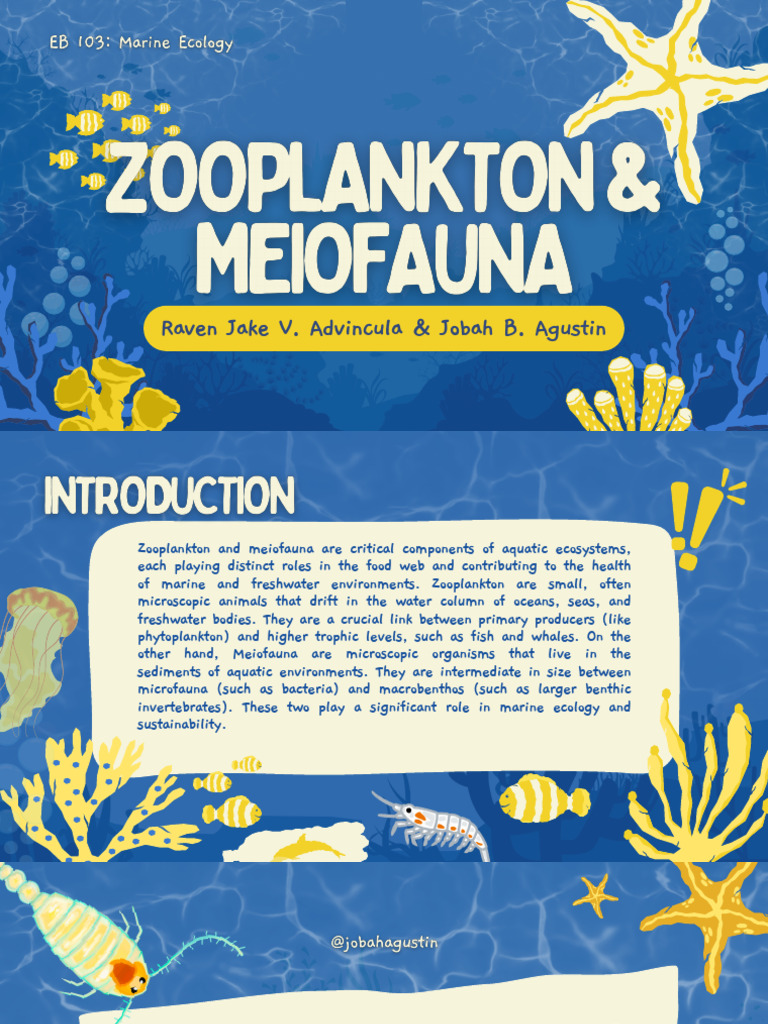 Zooplankton and Meiofauna Overview | PDF | Systems Ecology | Ecology