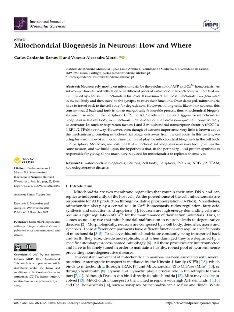 Mitochondrial Biogenesis in Neurons How and Where | PDF | Mitochondrion ...