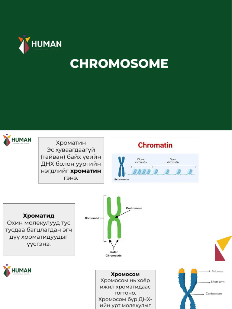 CHROMOSOME | PDF