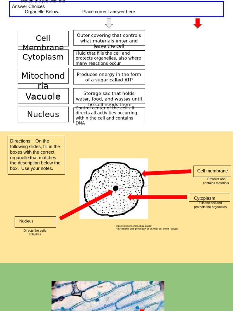 Cell Organelles and Their Functions | PDF | Cell (Biology) | Cytoplasm