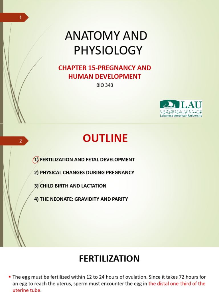 Pregnancy and Human Development Overview | PDF | Lactation | Childbirth