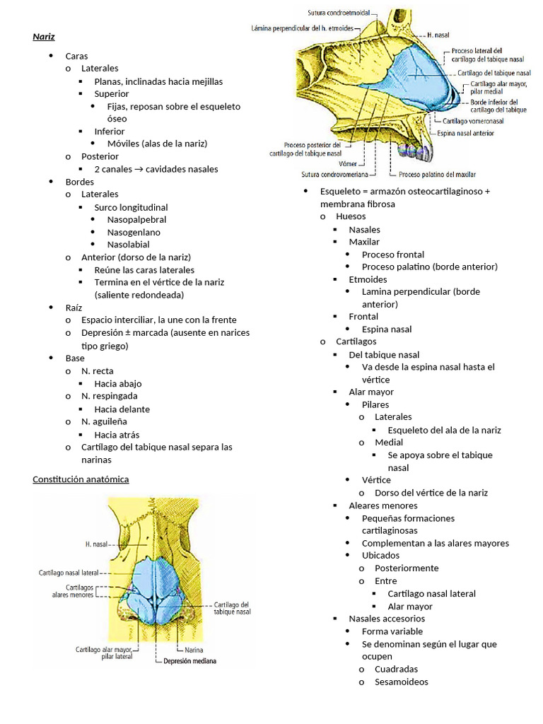 Respiratorio Morfo | PDF | Nariz humana | Sistema esquelético