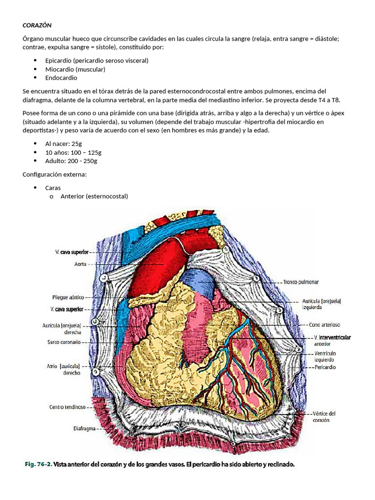 Anatomía del Corazón y sus Surcos | PDF | Corazón | Ventrículo (corazón)
