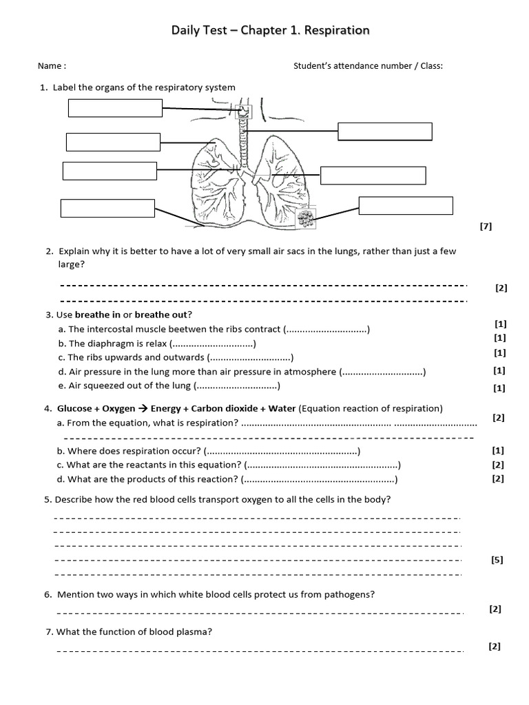 Daily Test 1 - Respiration and Answer | PDF | Respiratory System ...