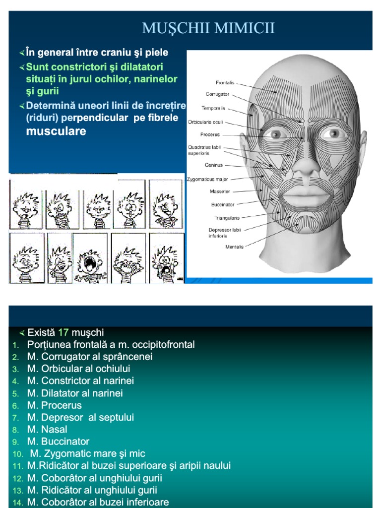 Muschii Mimicii | PDF