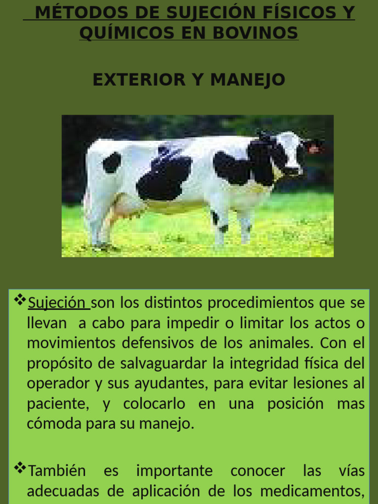 Métodos de Sujeción en Bovinos | PDF | Inyección (medicina) | Vacas