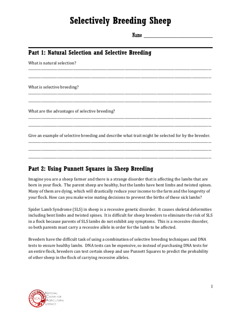 Selectively Breeding Sheep- Student Handout Teacher Key | PDF | Sheep ...