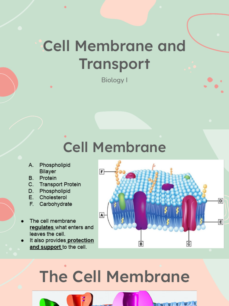 Cell Membrane Structure and Transport | PDF | Cell Membrane | Lipid Bilayer