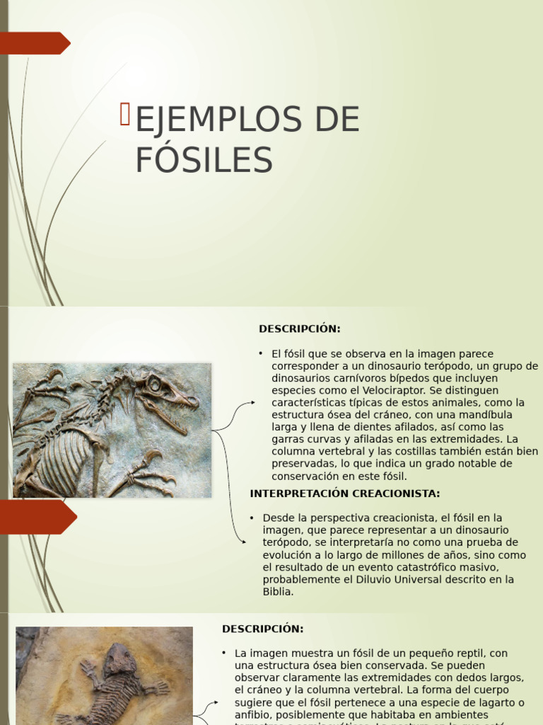 Fósiles | PDF | Fósil | Dinosaurios