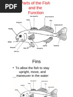 Fish Anatomy and Physiology Notes | PDF