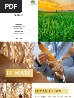 Ciclo de Vida Del Maiz | PDF