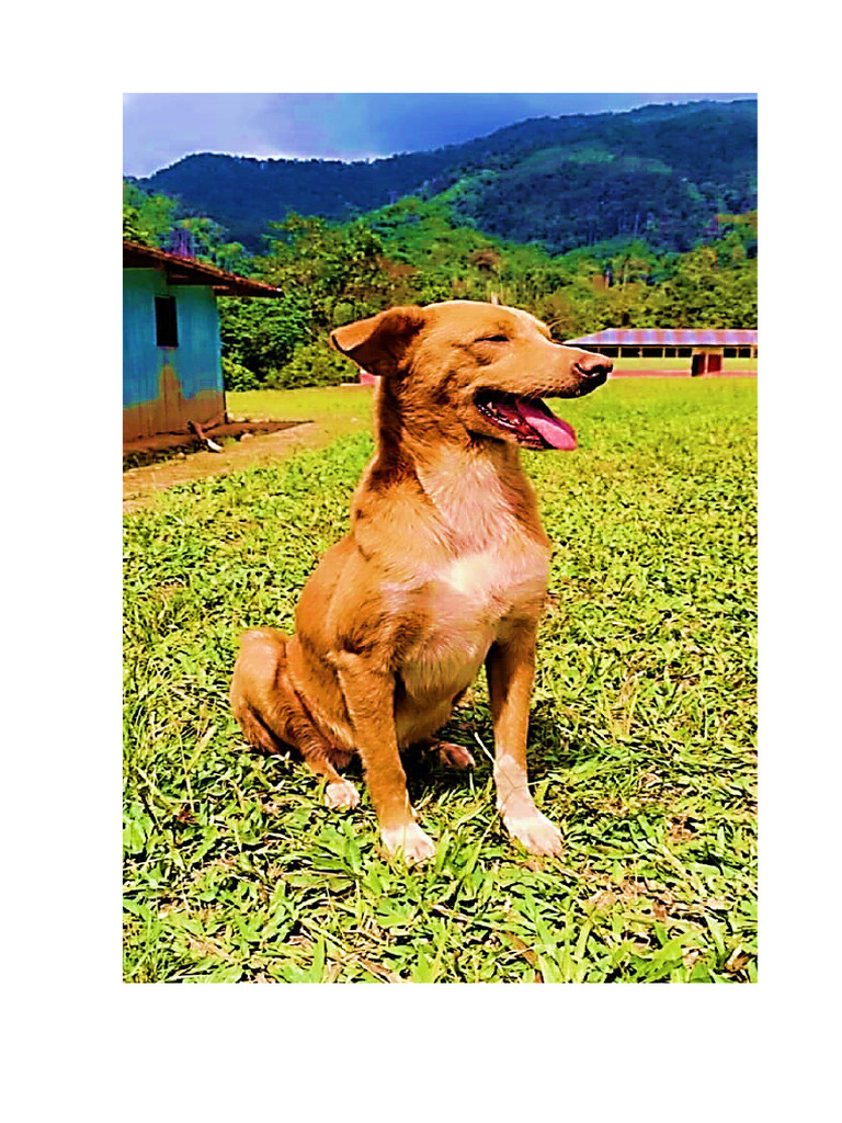 Perritos | PDF