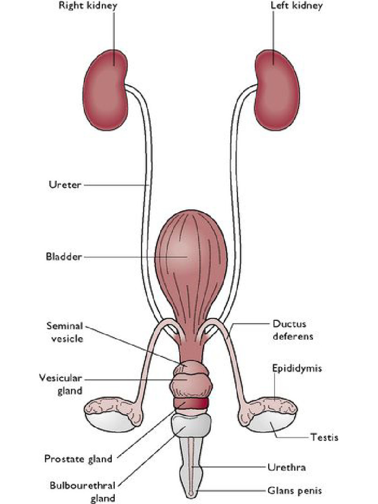 Class 10 Bio - Imp Diagram | PDF