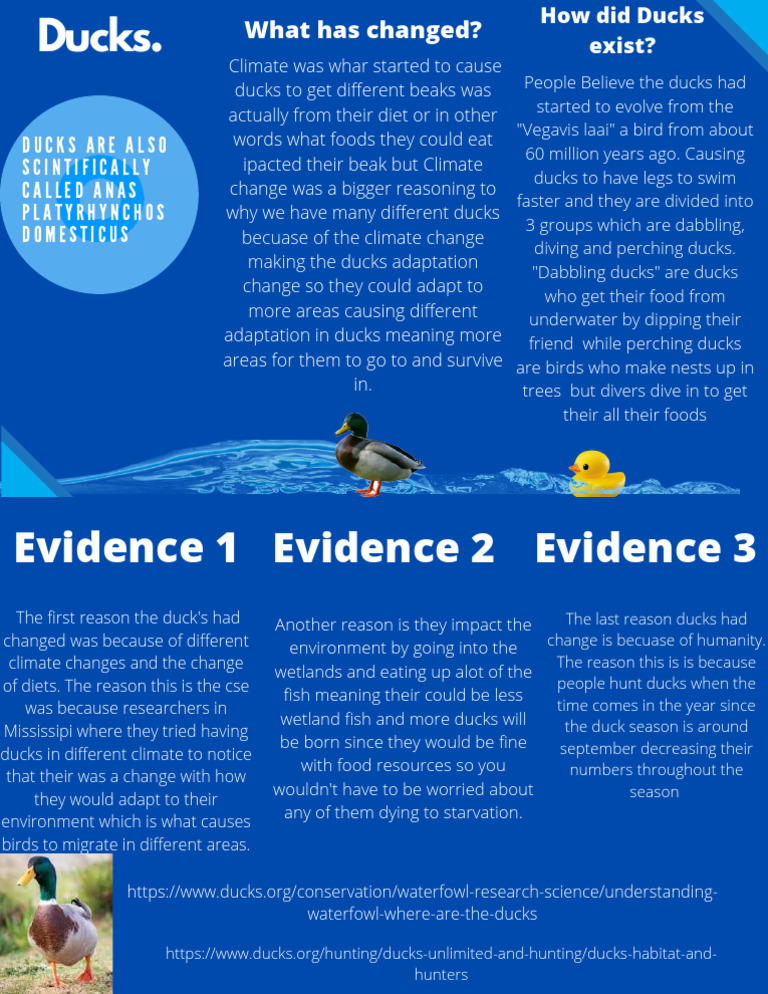 Ducks | PDF | Duck | Birds