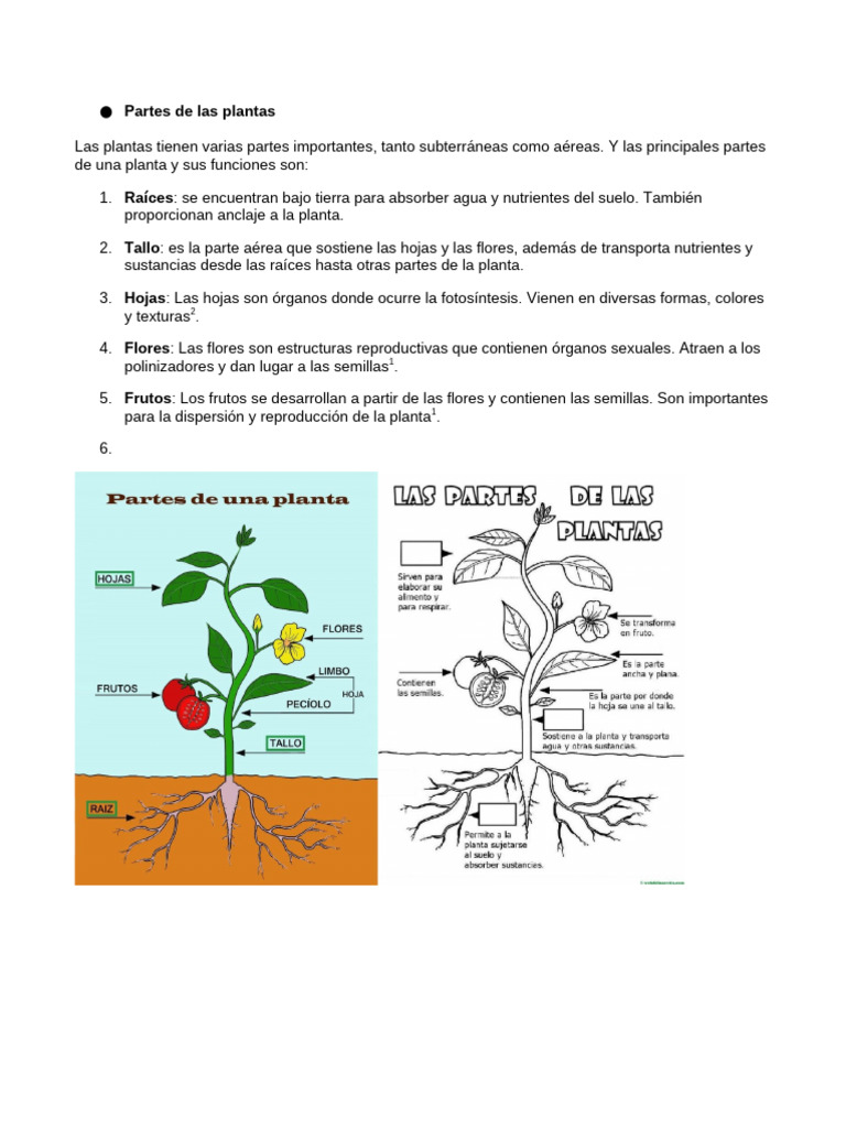 Partes y funciones de las plantas | PDF | Plantas | Fotosíntesis