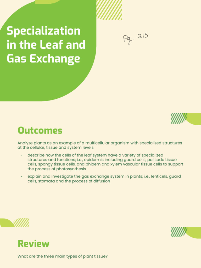 Specialization in The Leaf and Gas Exchange | PDF | Leaf | Tissue (Biology)