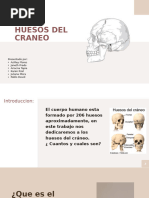 Tipos de Craneo | PDF