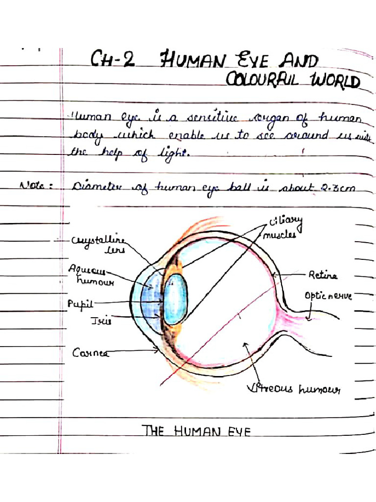 Human Eye (I) | PDF
