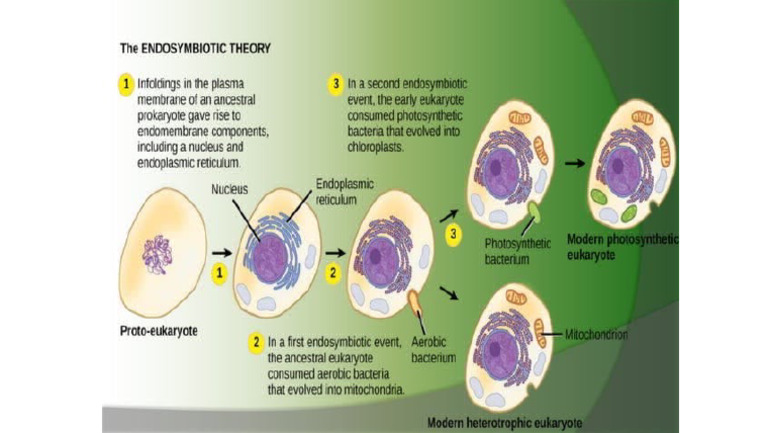 Endosymbiotic Theory | PDF