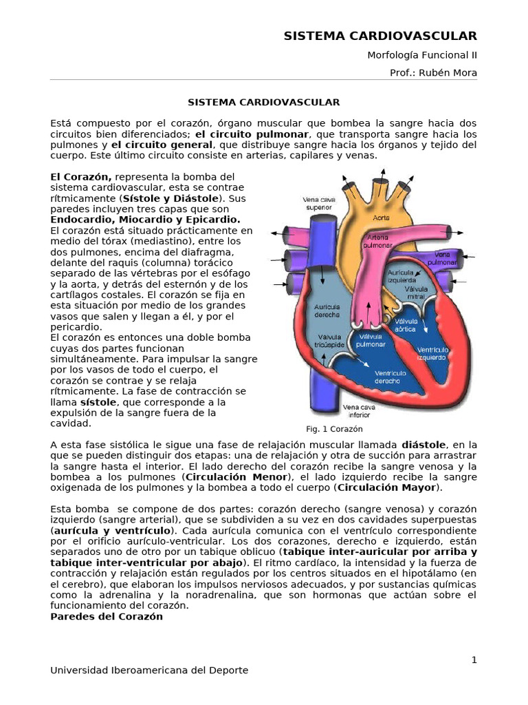MF2 - Sistema - Cardiovascular Cedis | PDF | Corazón | Artería