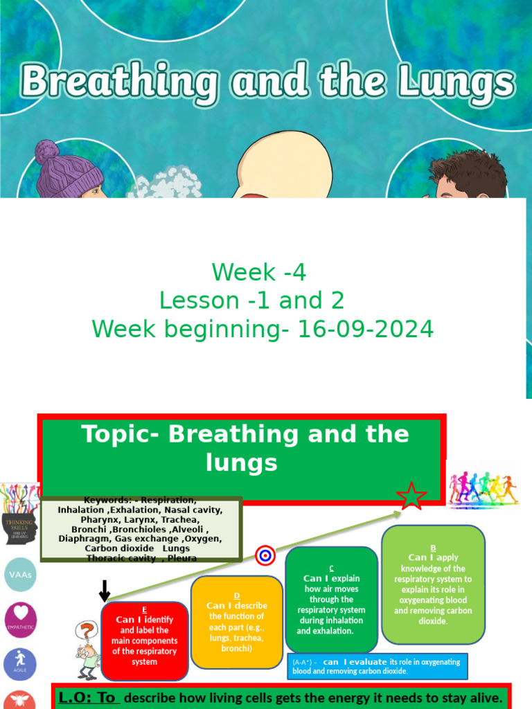 Week 4 Lesson 1 Breathing and the Lungs Powerpoint Year 8 (1) | PDF ...