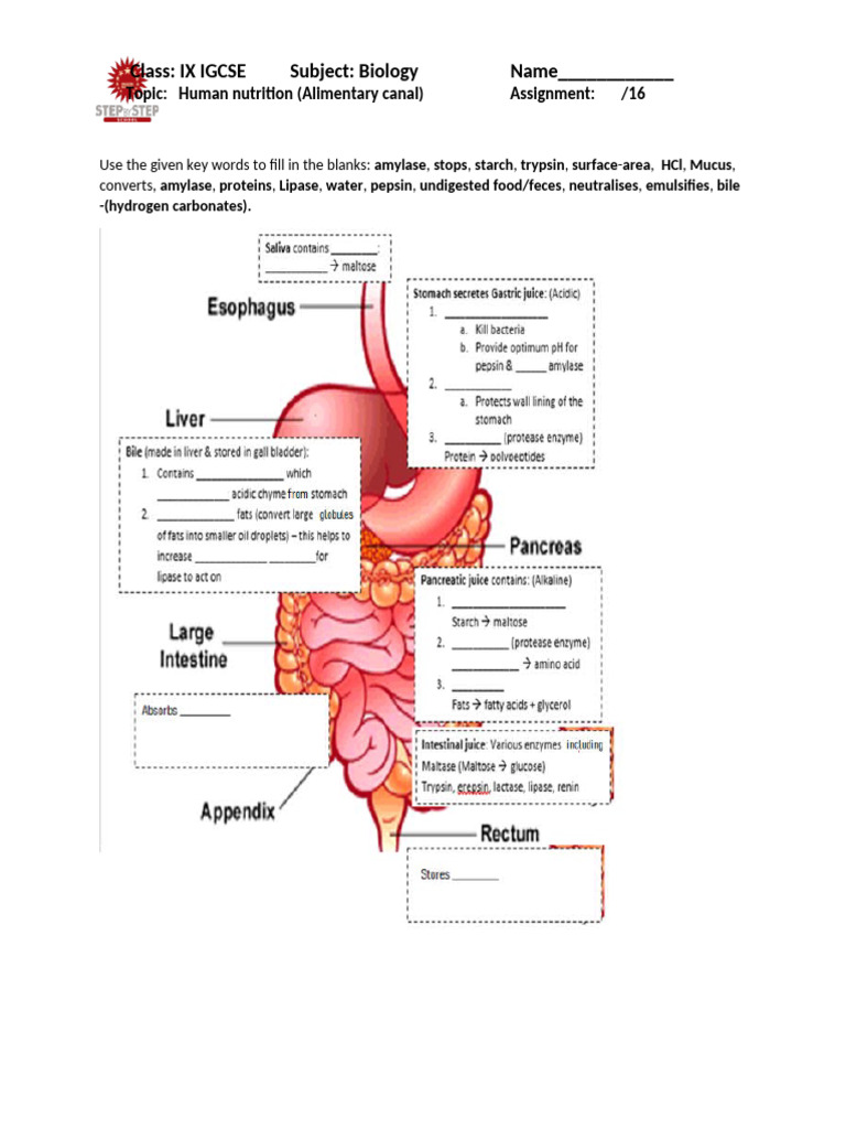 alimentary canal 2020 assignment 16 marks | PDF