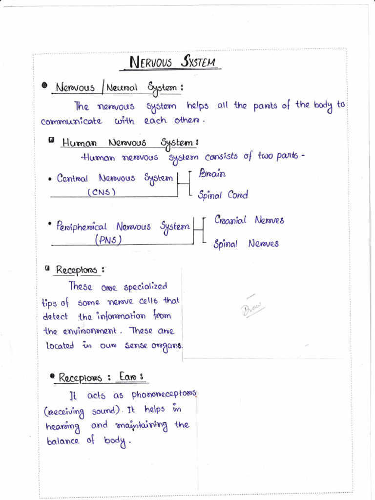 Name ???? ??? ????? Handwritten Notes English Biology | PDF | Brainstem