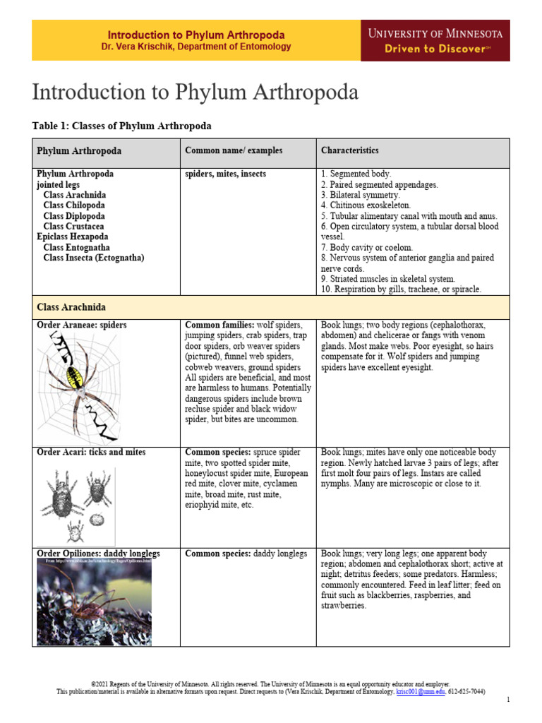 1.introduction To Phylum Arthropoda | PDF | Spider | Insects