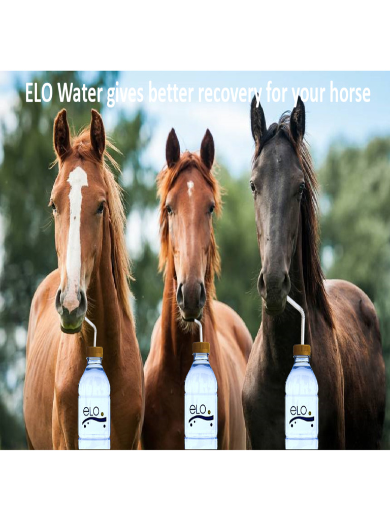 ELO Water Gives Better Recovery For Your Horse | PDF | Lactic Acid ...