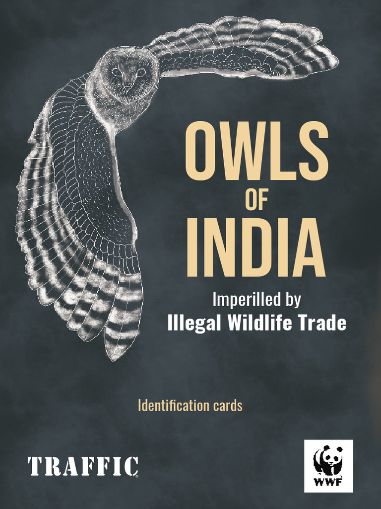 Owls of India ID Cards | PDF | Owl | Birds Of Eurasia