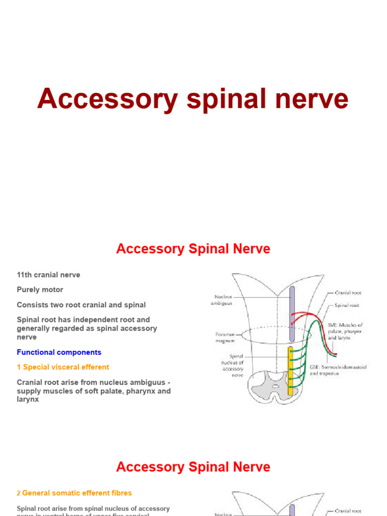 Accessory spinal nerve | PDF
