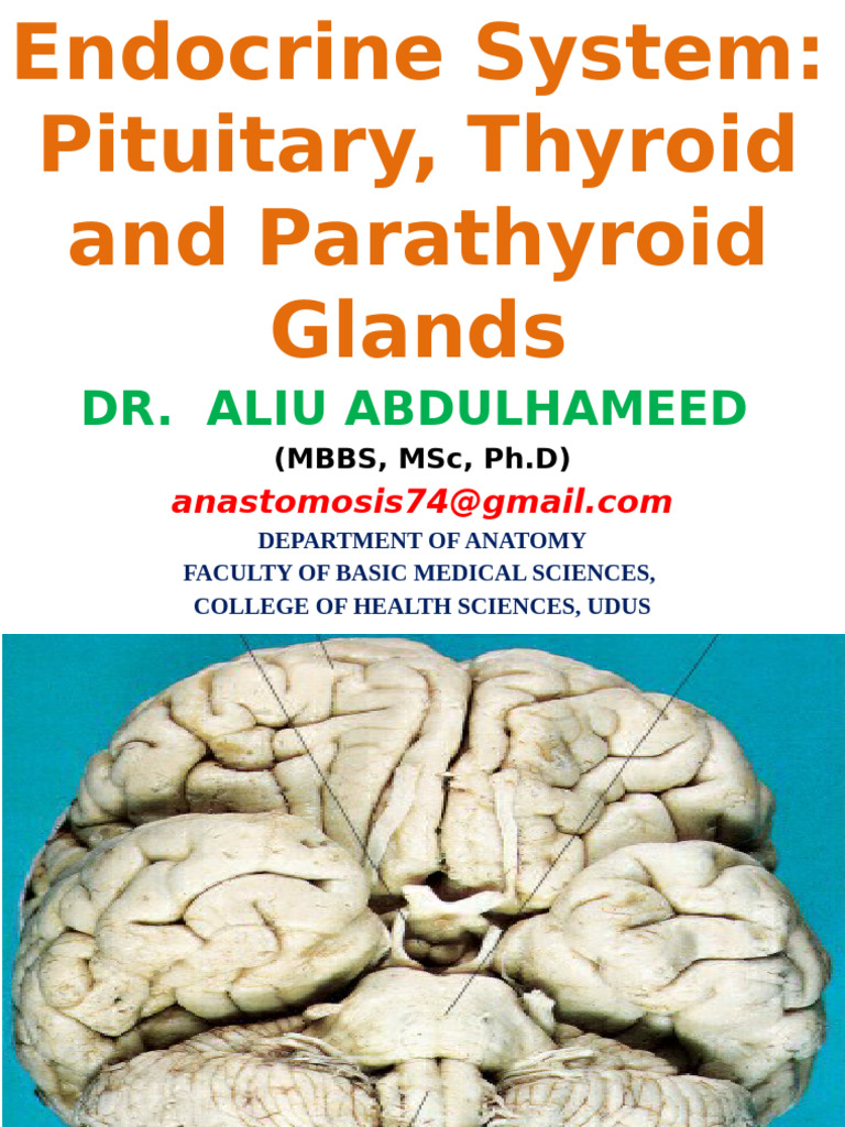 Endocrine System Histology Pituitary Thyroid Parathyroid | PDF ...