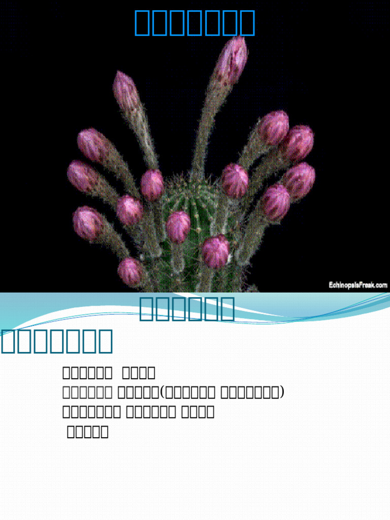 Botany Class-Part 4 (PowerPoint) | PDF