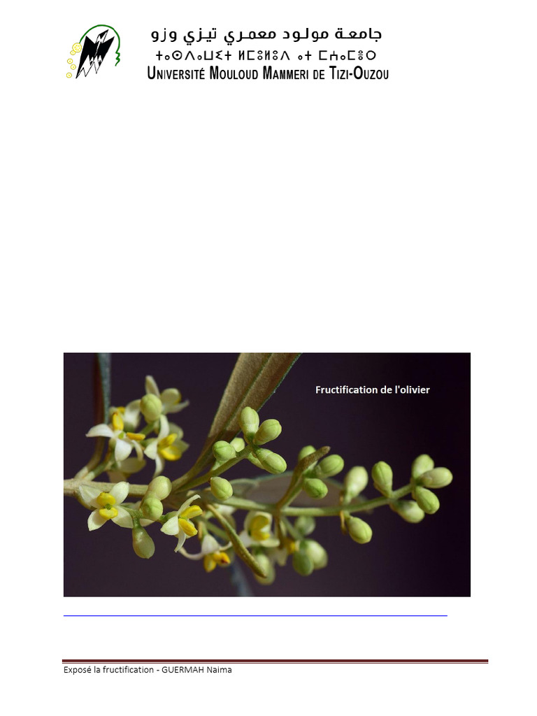La Fructification chez les Angiospermes, Naima Guermah , Agronomie ...