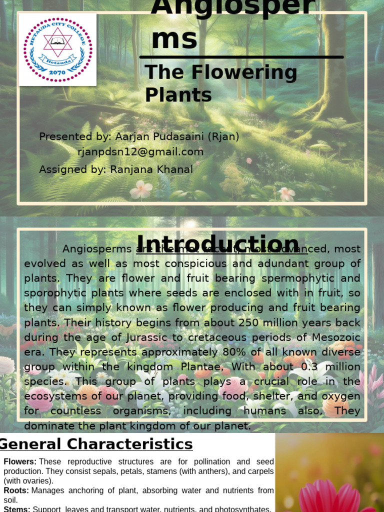 Angiosperms Presentation. | PDF | Flowers | Root