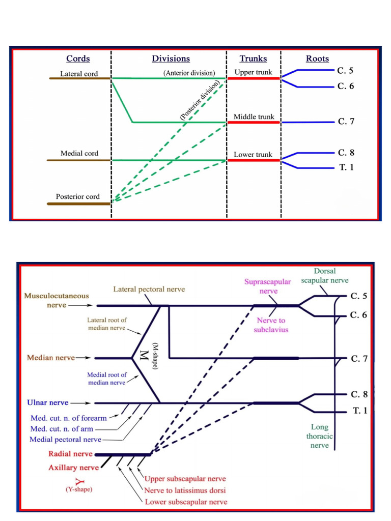 L3 Anatomy Brachial Plexus 1 (ملخص) | PDF