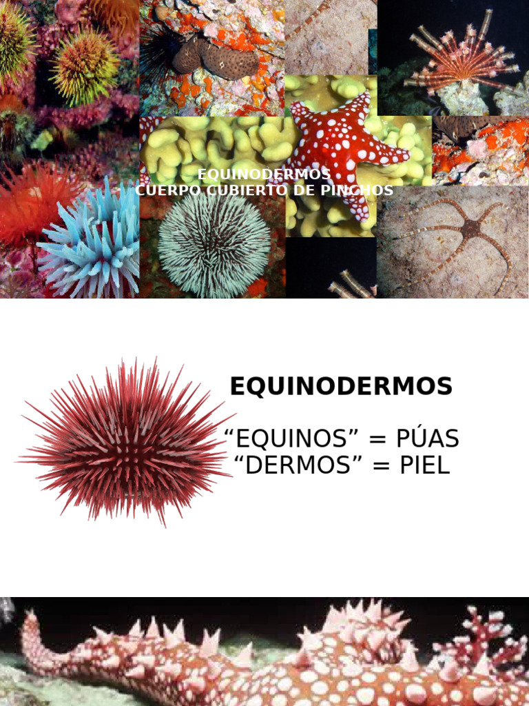 EQUINODERMOS | PDF