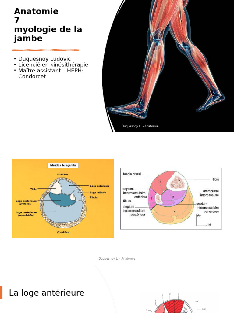 Anatomie Chap 5 Myologie de La Jambe PSM | PDF | Pied | Jambe humaine